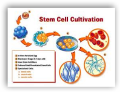 Regulation Of Stem cell Medicine–What Is the Future with the FDA ...